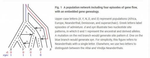 The author believes it is the most ancient known interbreeding event in ...